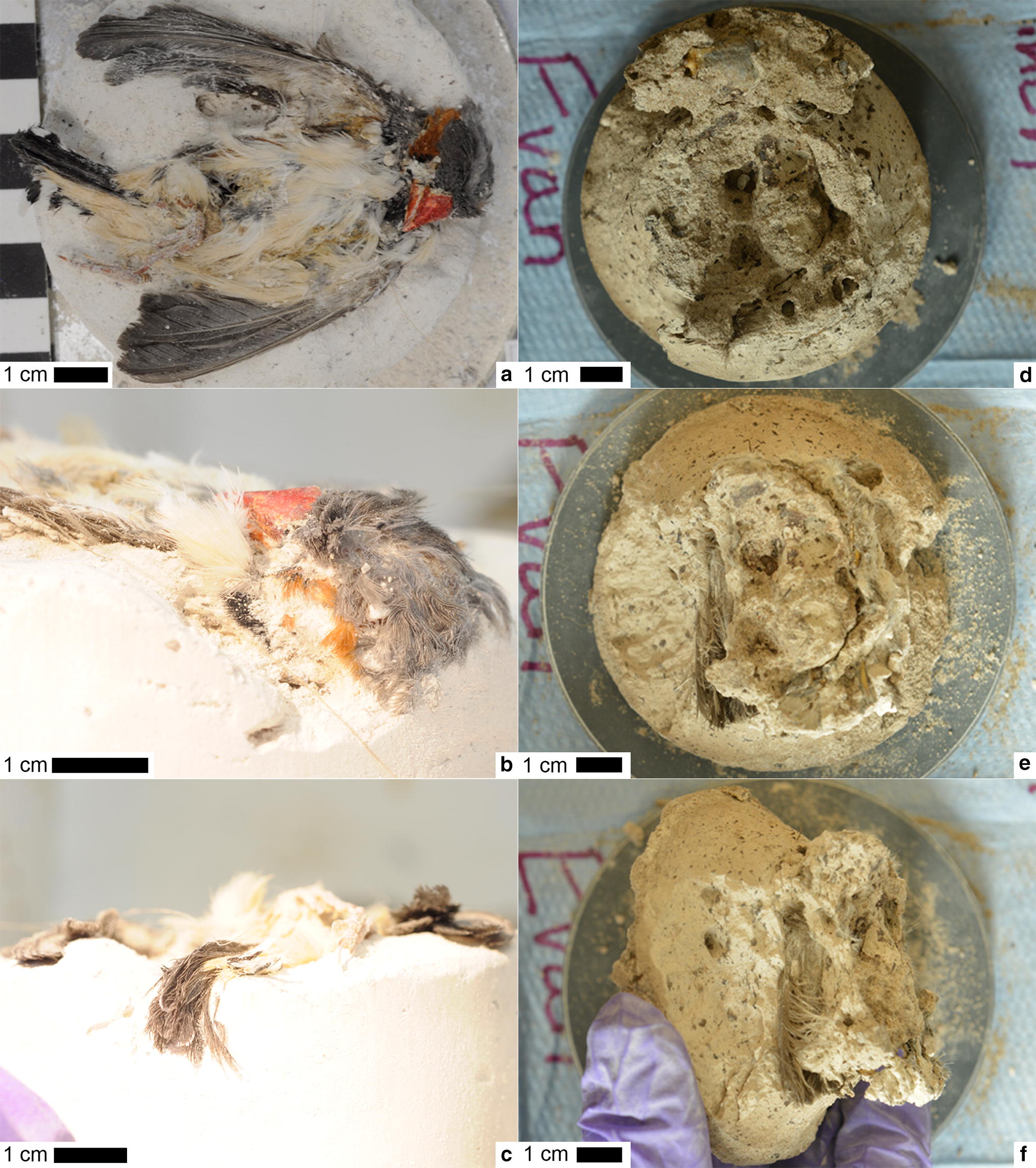 Artificial Fossilization | Evan T. Saitta, Ph.D.