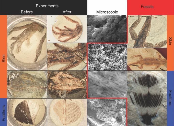 Artificial Fossilization | Evan T. Saitta, Ph.D.