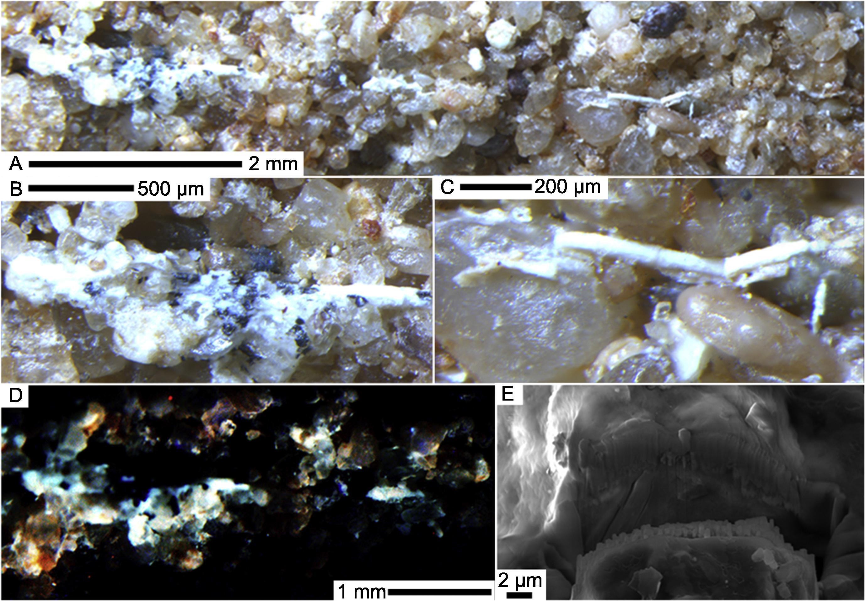 Soft Tissue Fossils | Evan T. Saitta, Ph.D.