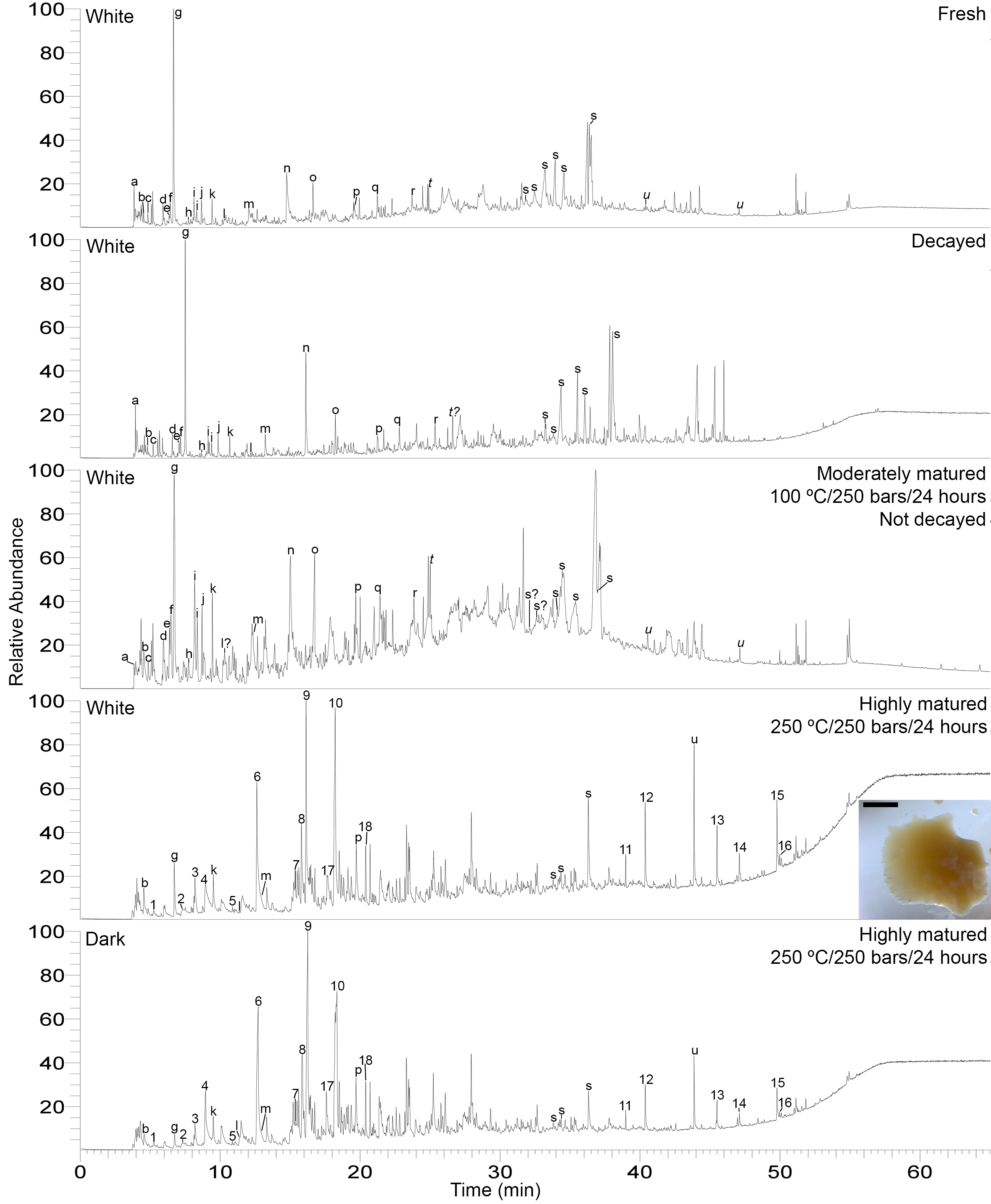 Artificial Fossilization | Evan T. Saitta, Ph.D.